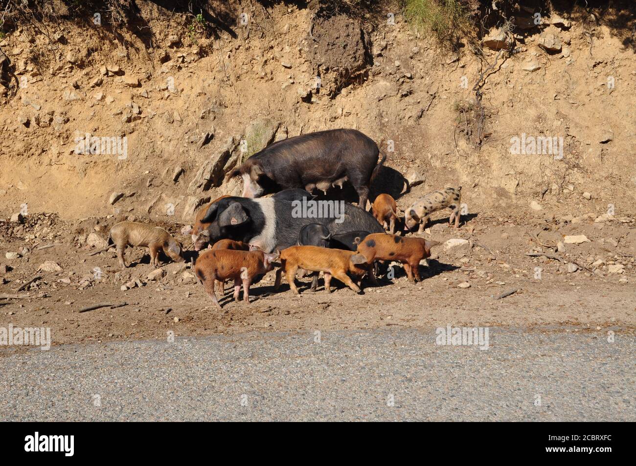 Corsica Pigs High Resolution Stock Photography and Images - Alamy