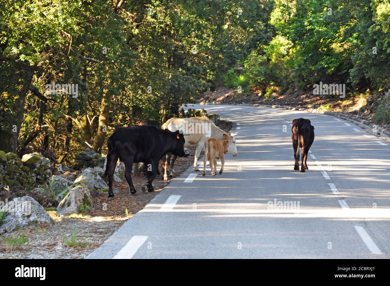 Wandering cows hi-res stock photography and images - Alamy