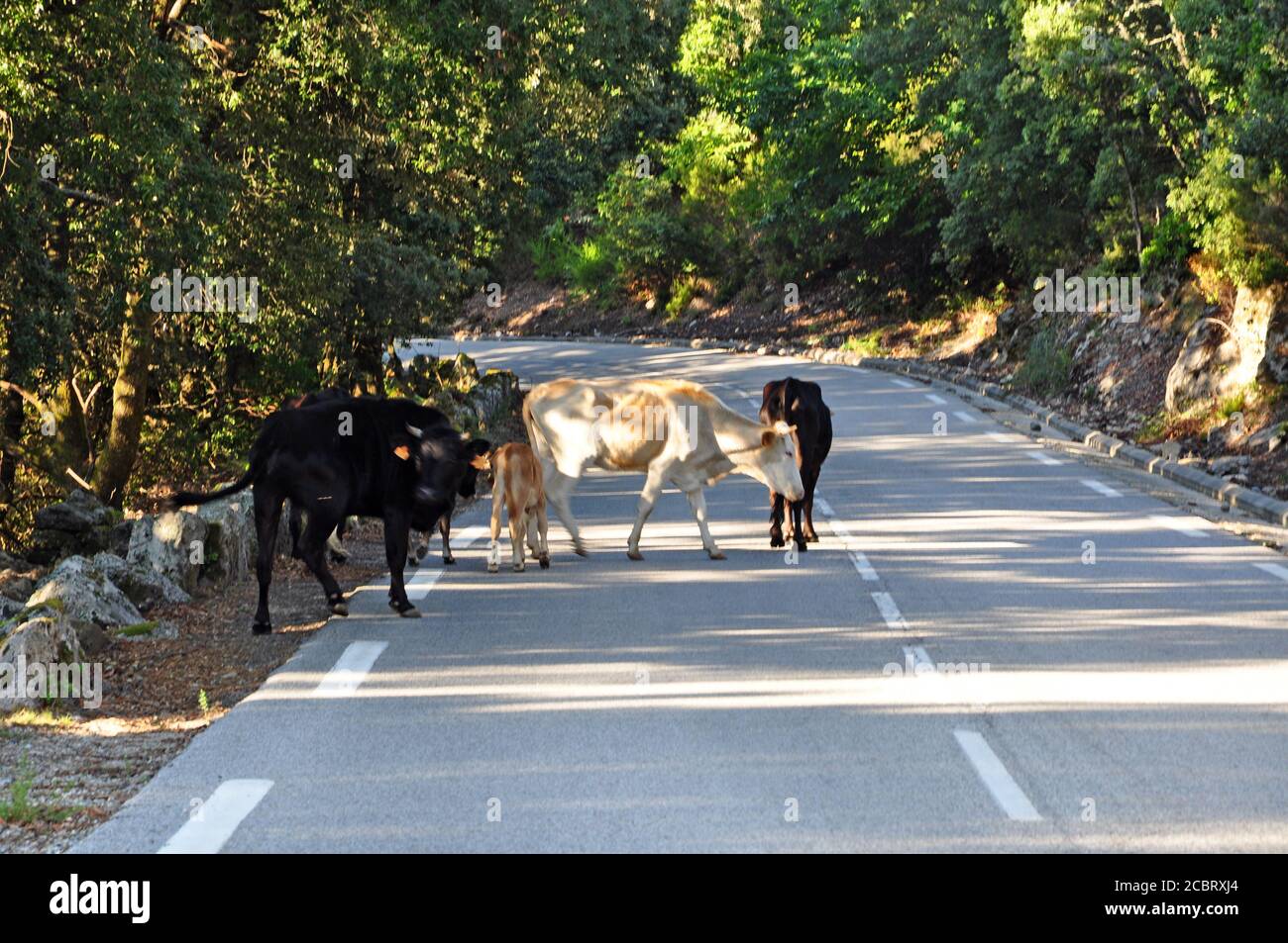 Wandering cows hi-res stock photography and images - Alamy