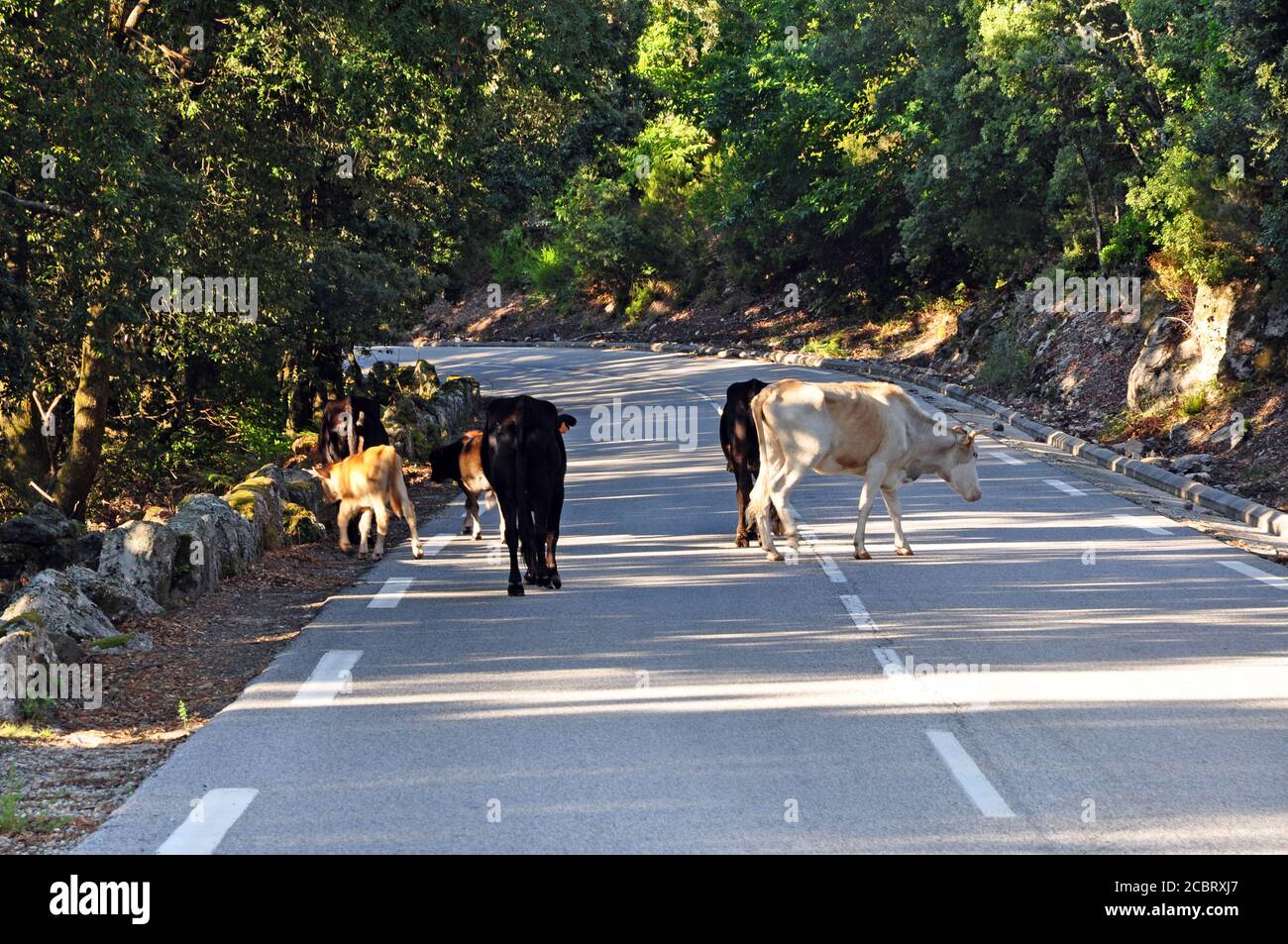 Wandering cows in southern Corsica Stock Photo - Alamy