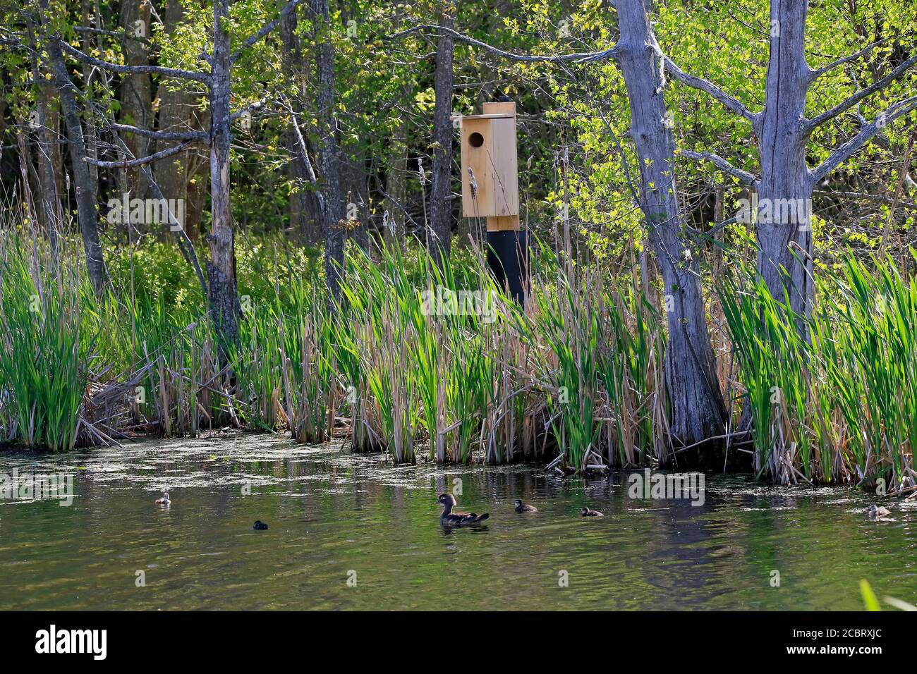 Wood duck boxes hi-res stock photography and images - Alamy