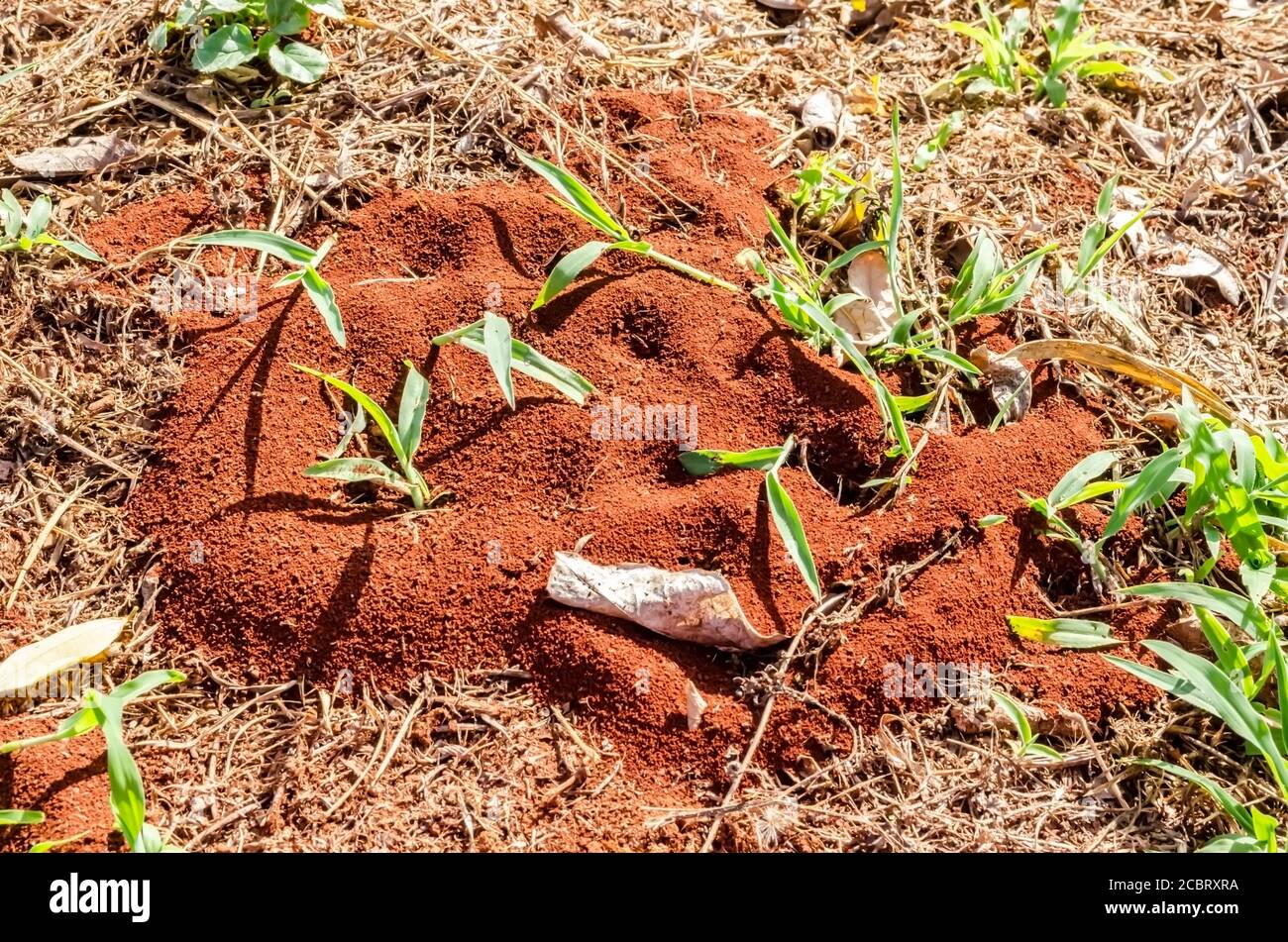 Ants Nest On The Ground Stock Photo - Alamy