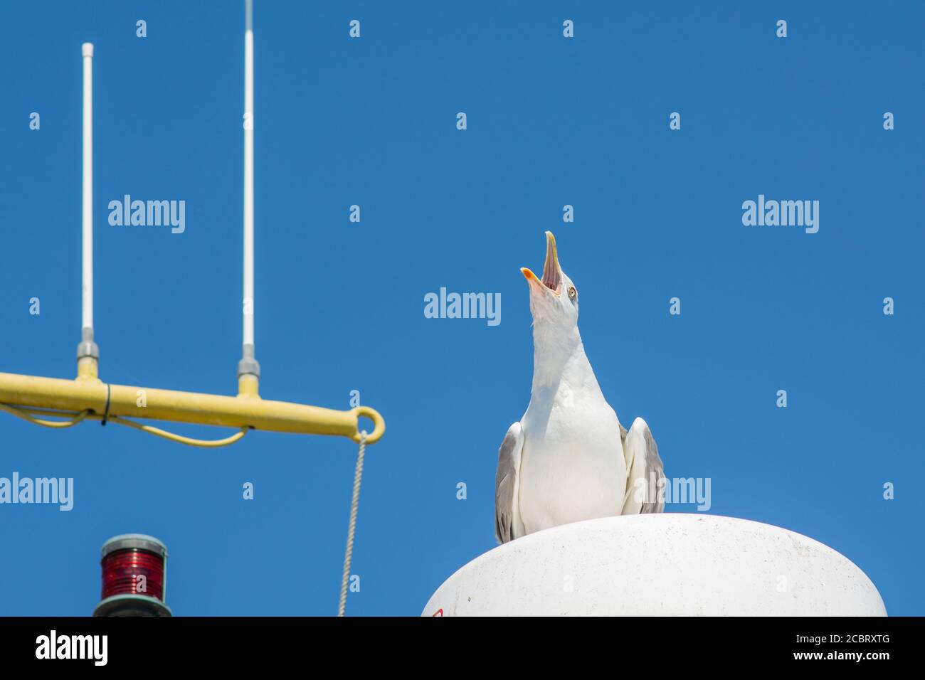 A seagull shout out in defence of its place on a fishing boat. Bright ...