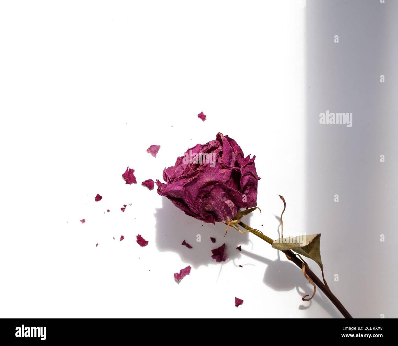 Dried red rose with shadow on white background. View from above Stock ...