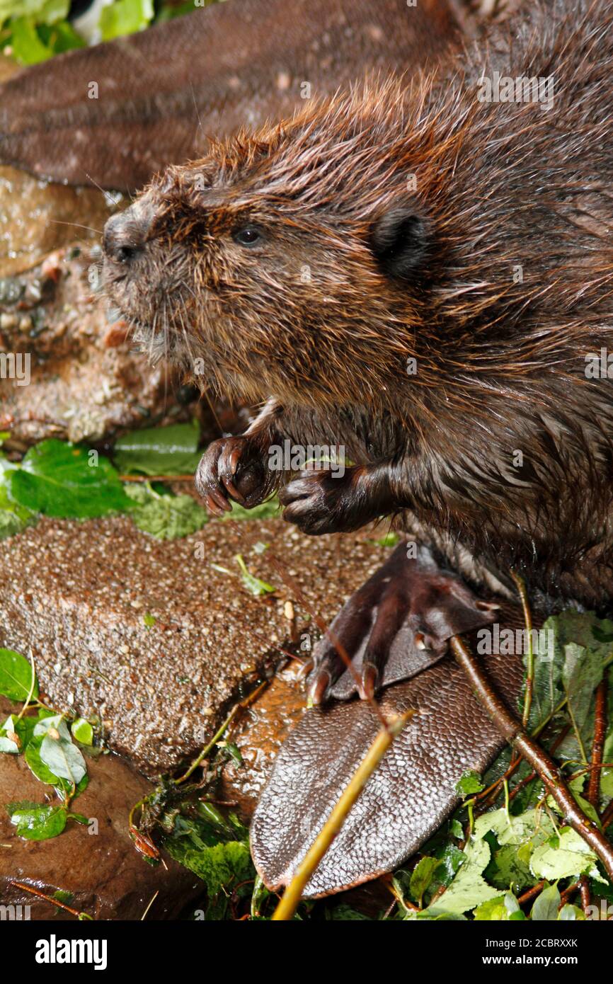 a beaver, Castor canadensis Stock Photo - Alamy