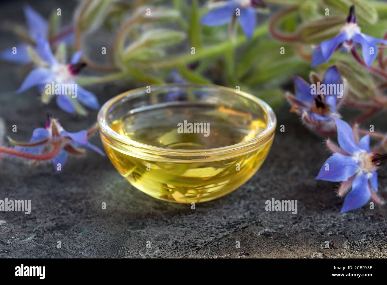 A bowl of borage oil with blooming plant Borago officinalis plant Stock ...