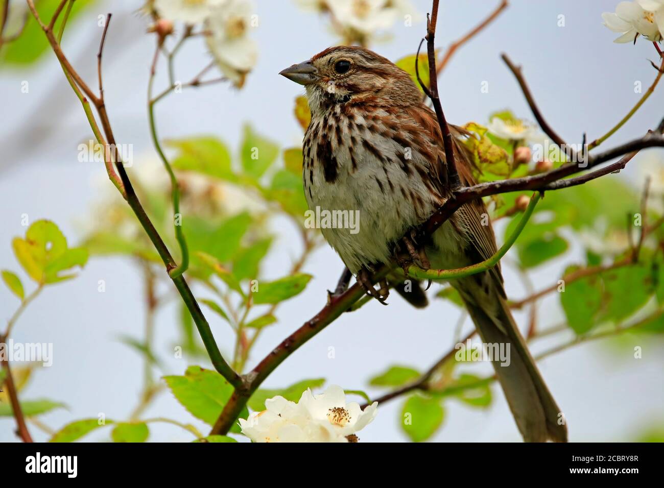 a Song Sparrow bird Stock Photo - Alamy
