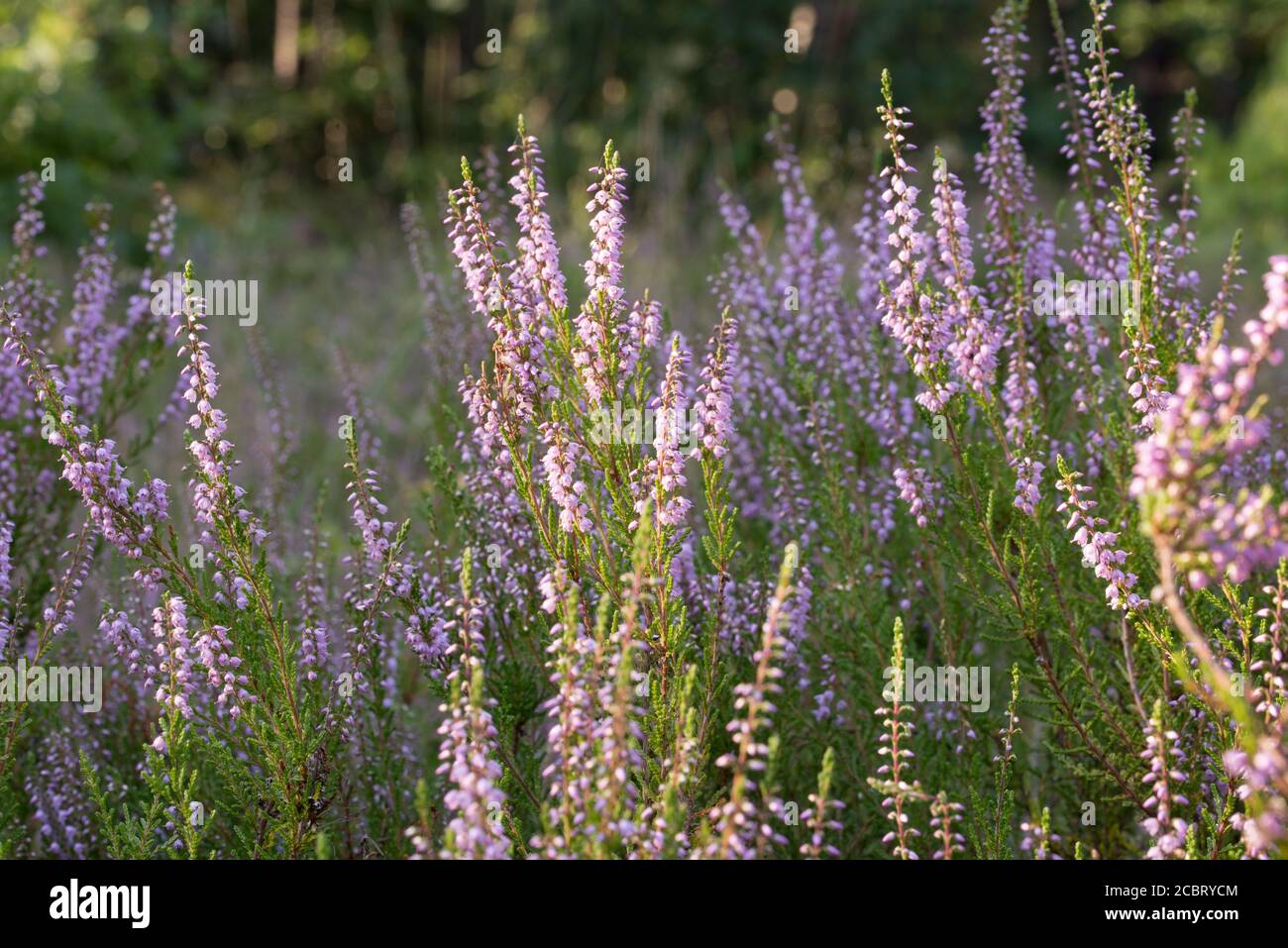Heather detail summer hi-res stock photography and images - Alamy
