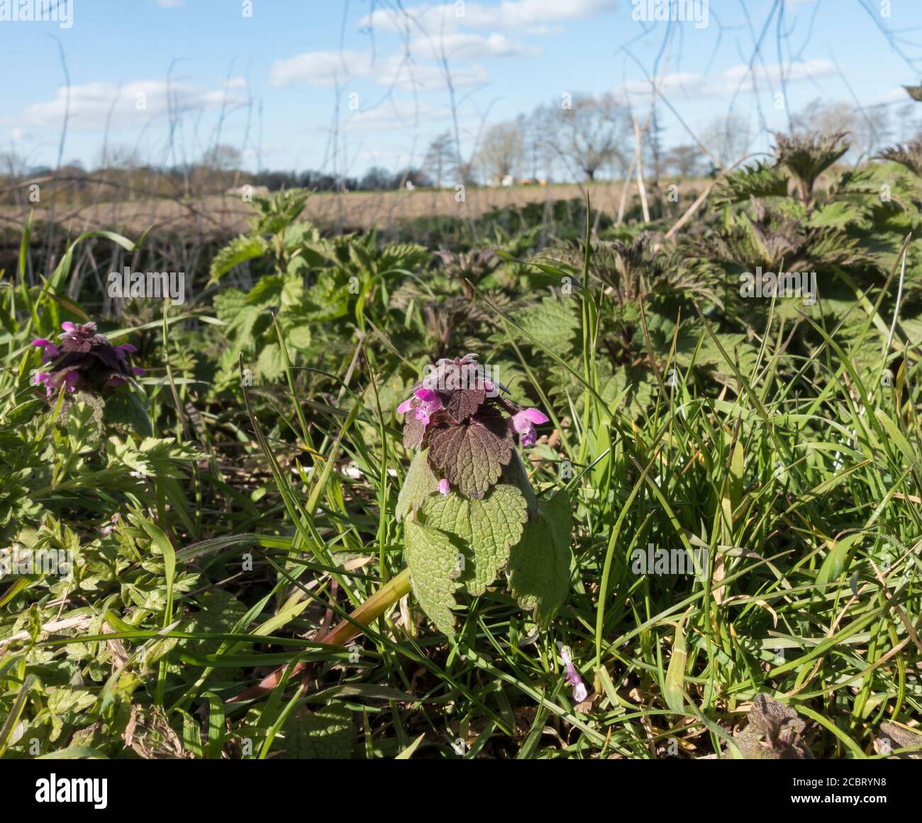 Plant family lamiaceae hi-res stock photography and images - Alamy