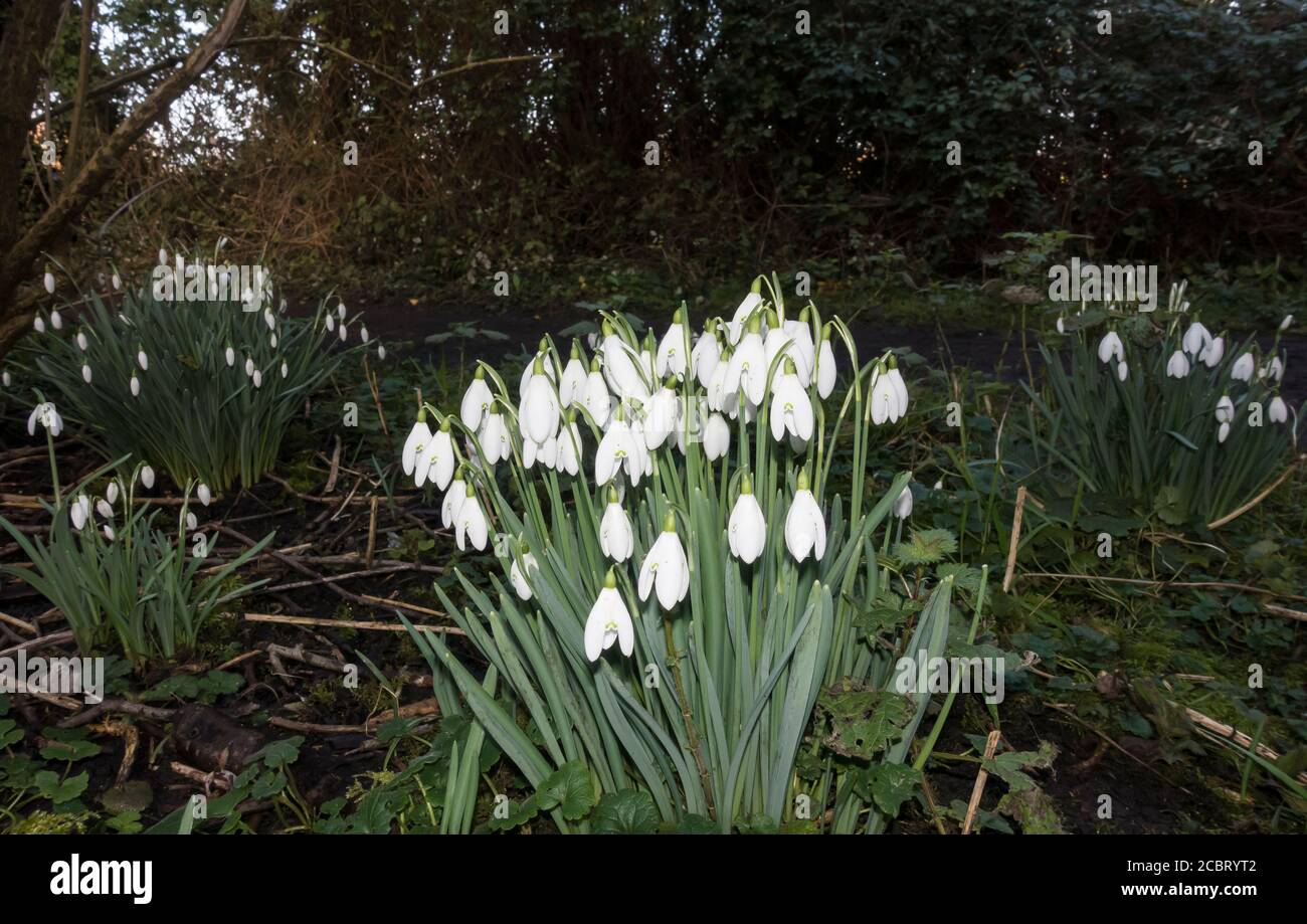Snowdrops in flower February 2020 Stock Photo - Alamy