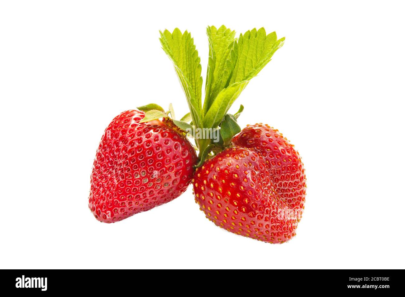 ripe beautiful large strawberry close-up on a white background Stock ...