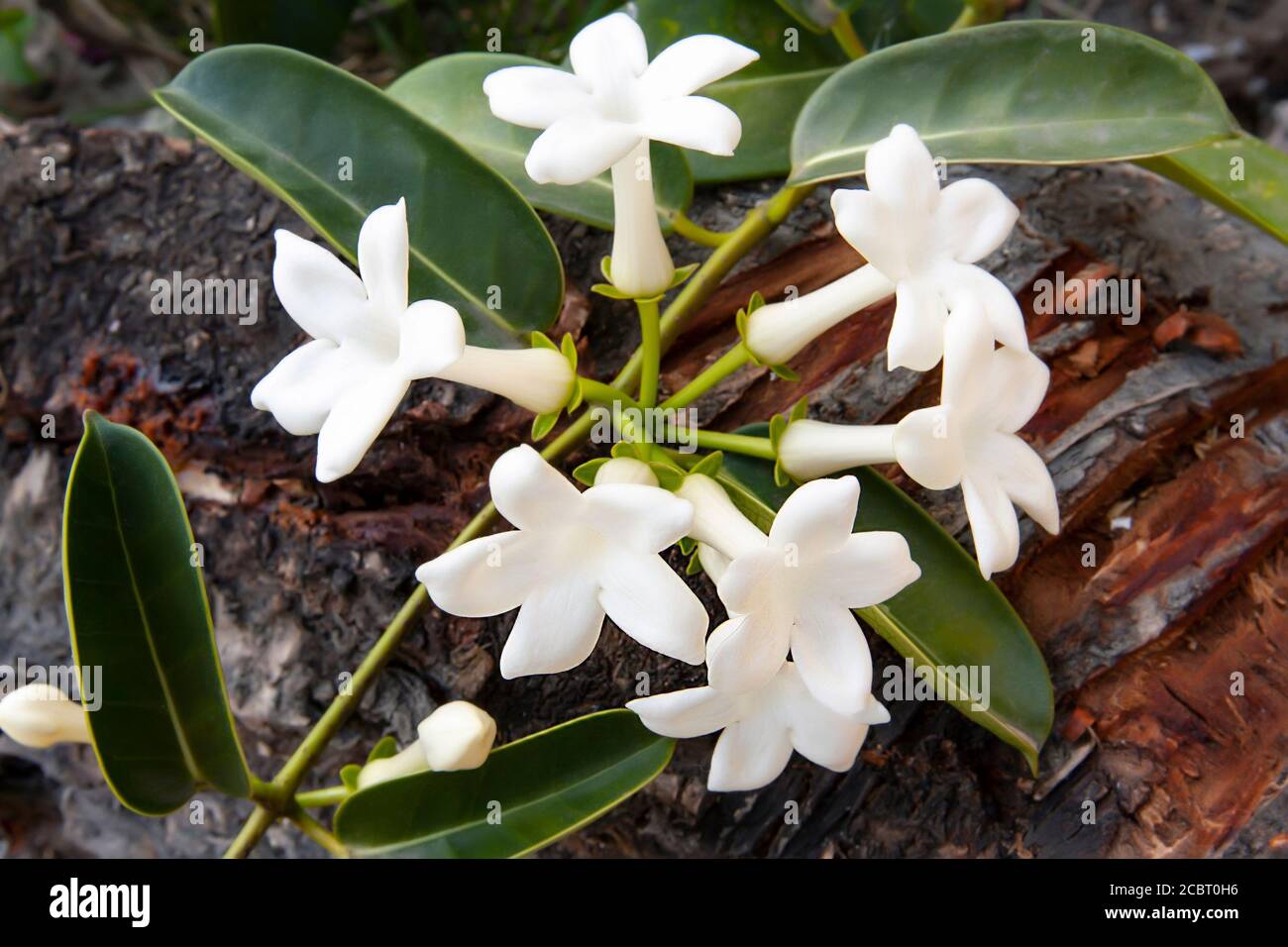 Colored Stephanotis