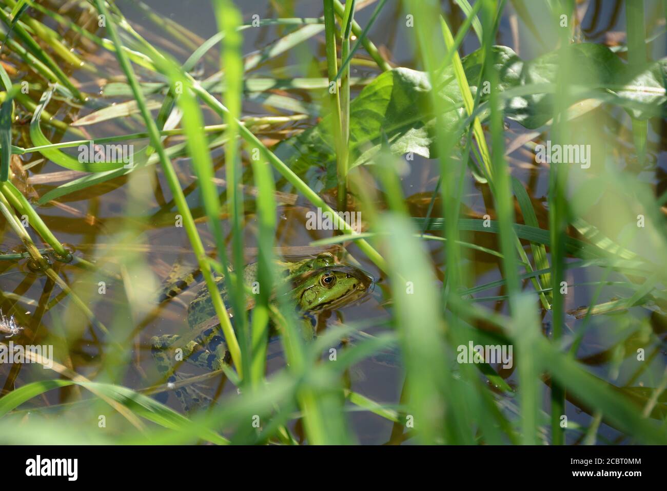 A small green frog between green grasses in the water of a pond in ...