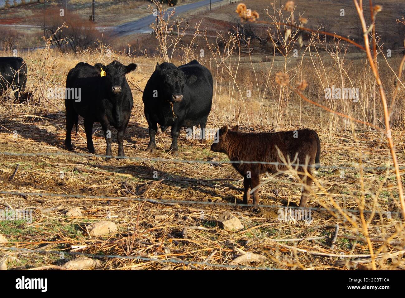 Oklahoma cattle hi-res stock photography and images - Alamy
