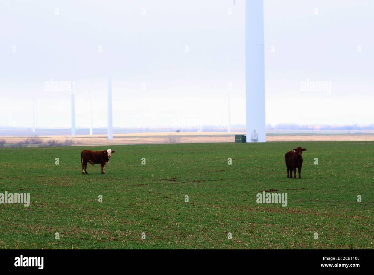 Cow at barbed wire fence on foggy day hi-res stock photography and ...