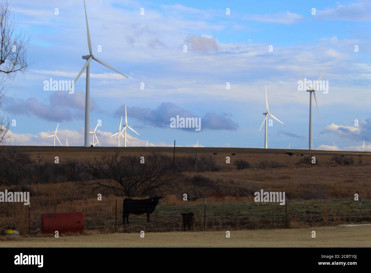 Cattle with wind turbines hi-res stock photography and images - Alamy