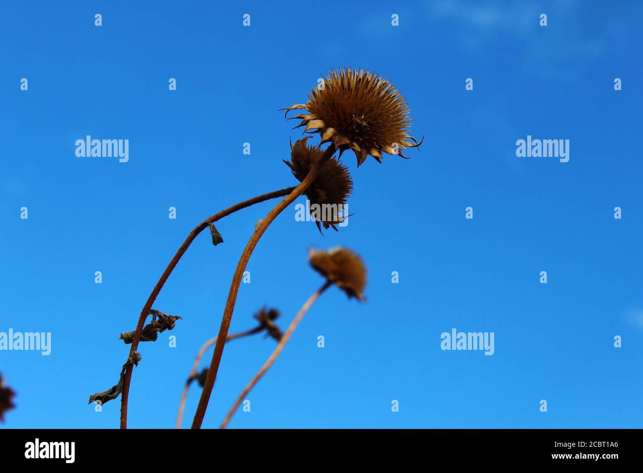 Blue weeds hi-res stock photography and images - Alamy