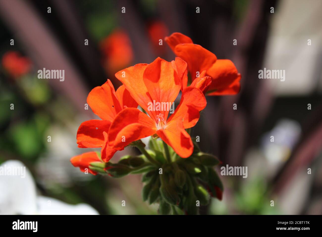 A bright orange geranium flower in full bloom Stock Photo - Alamy