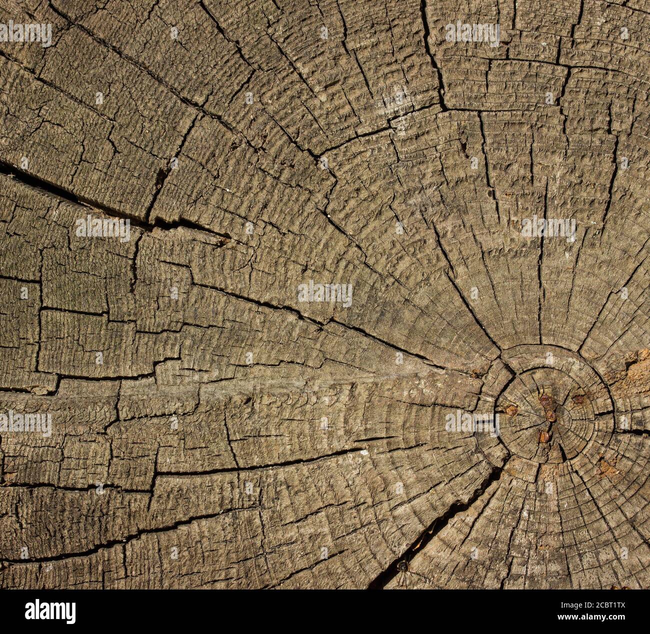 texture of an old log with cracks and a round pattern background for ...