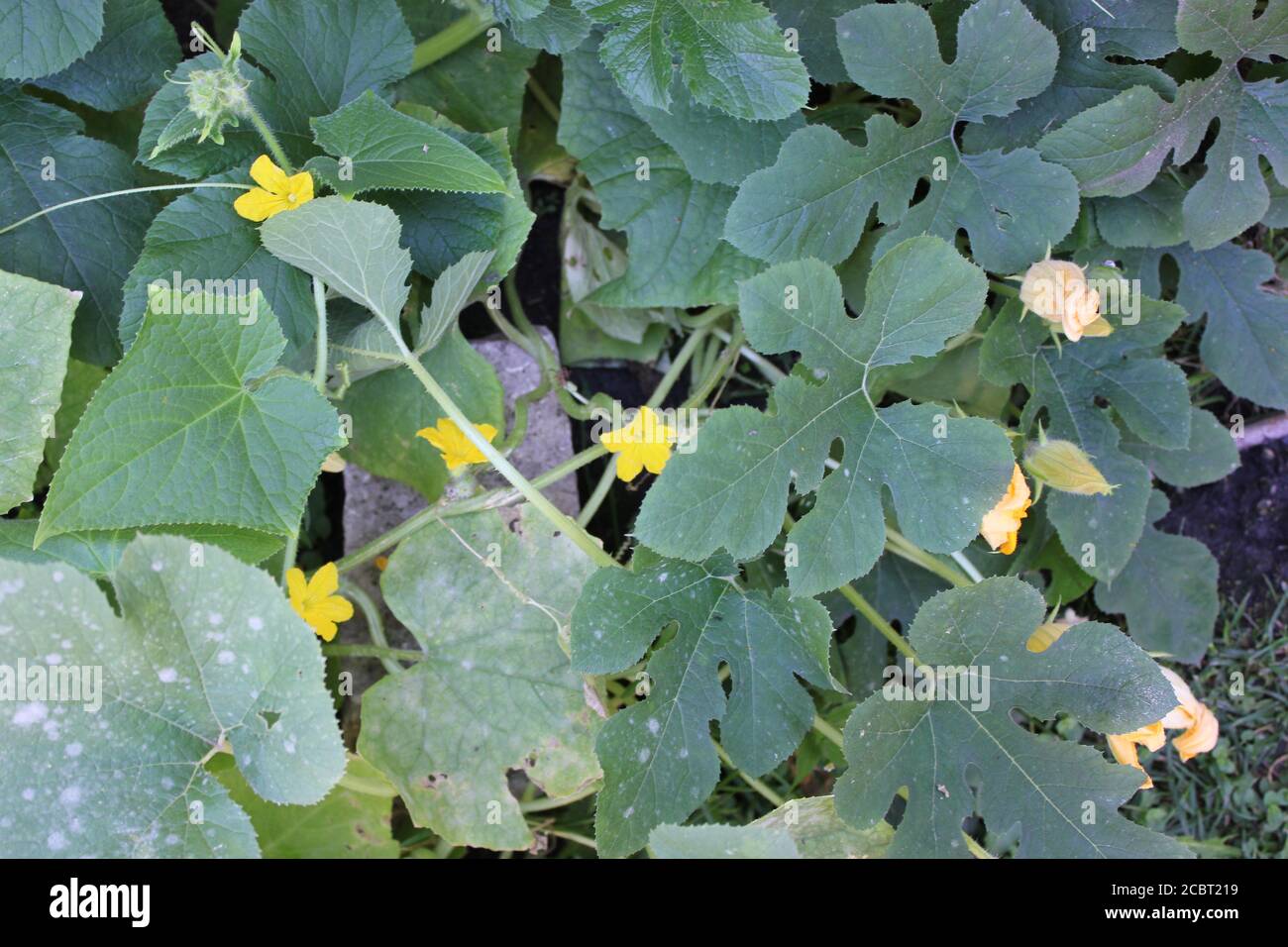 A lush cucumber plant bright yellow flower growing in an urban summer ...