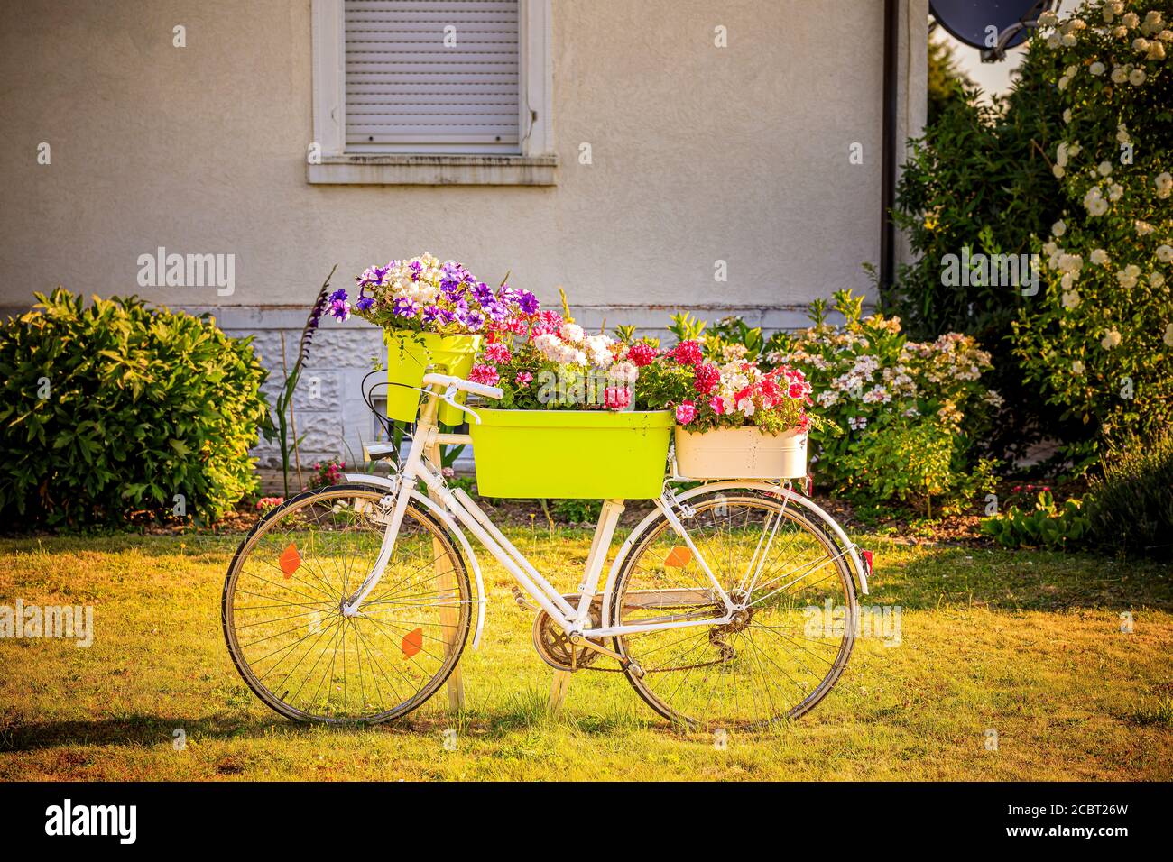 Plants Flowers Hollyhock Flower High Resolution Stock Photography and ...