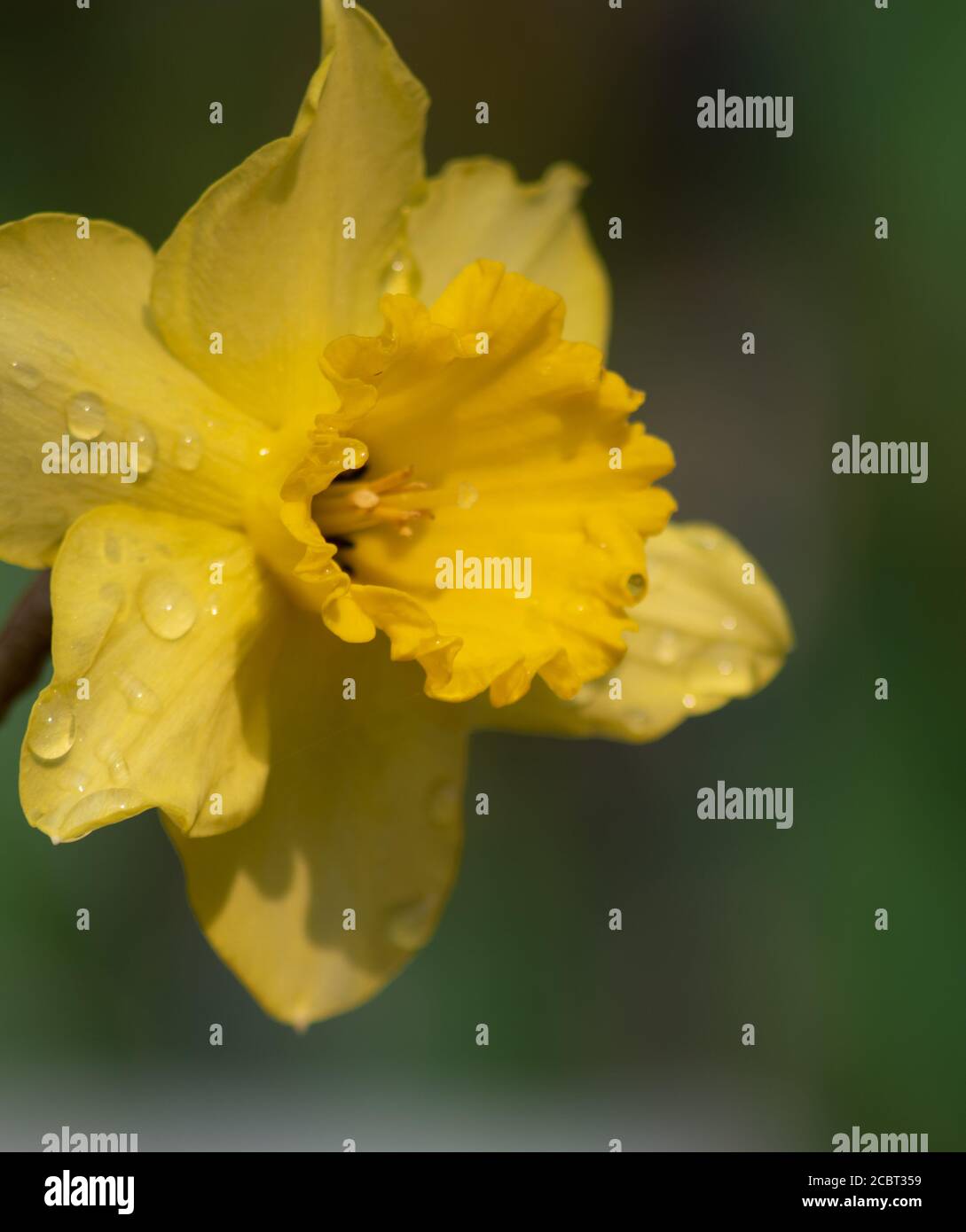 Yellow wet narcizo from the side Stock Photo - Alamy