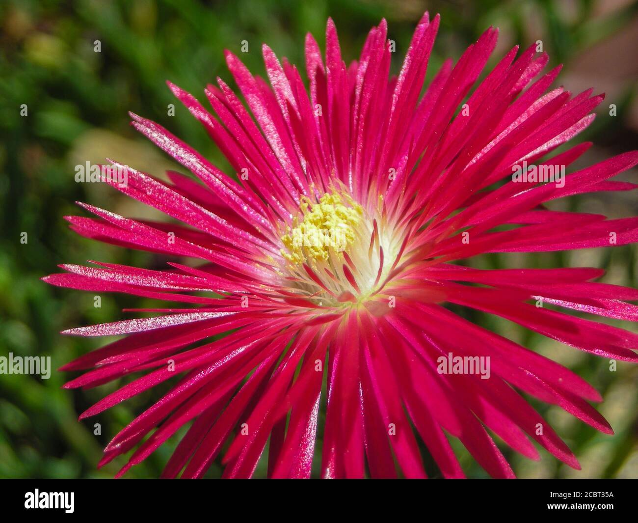 Sun ray flower hi-res stock photography and images - Alamy