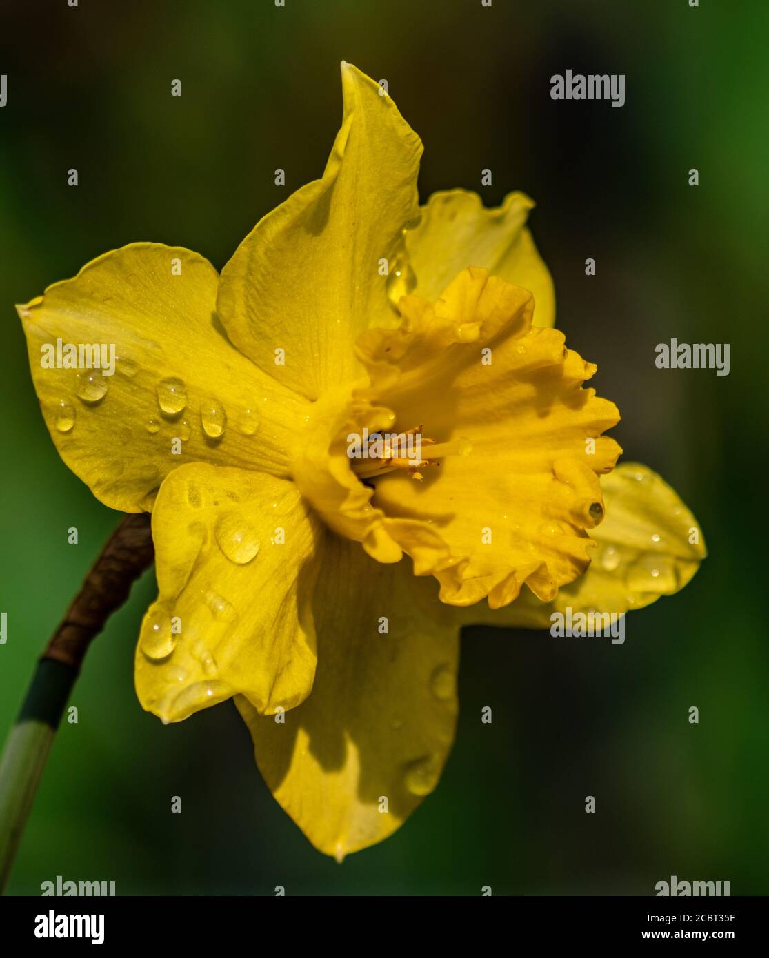 Narcizo hi-res stock photography and images - Alamy