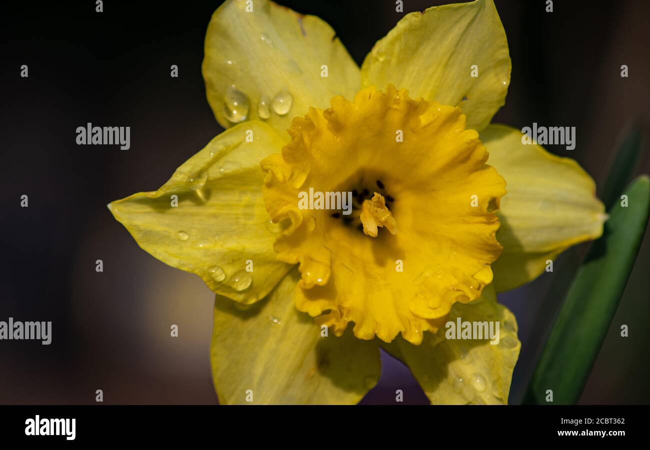 Narcizo hi-res stock photography and images - Alamy