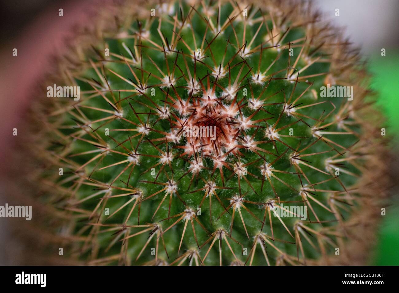 Cactus from above hi-res stock photography and images - Alamy