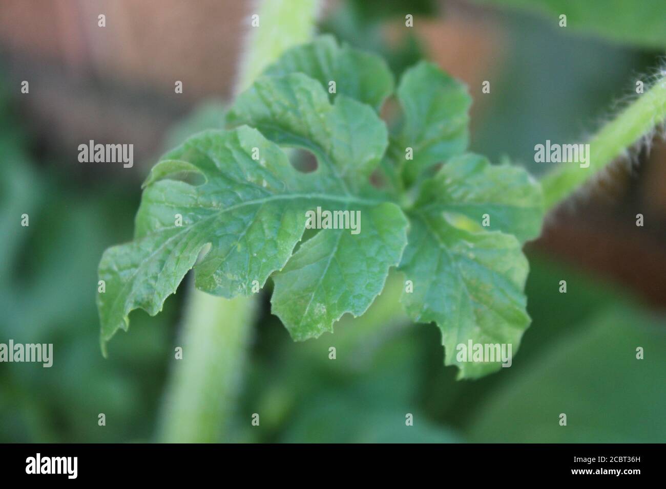 A lush watermelon leaf growing in an urban backyard garden in Chicago ...