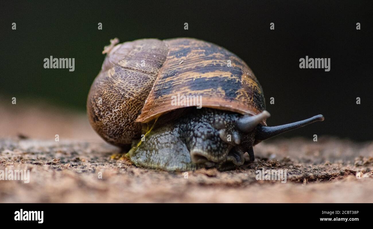 Snail over the trunk Stock Photo - Alamy