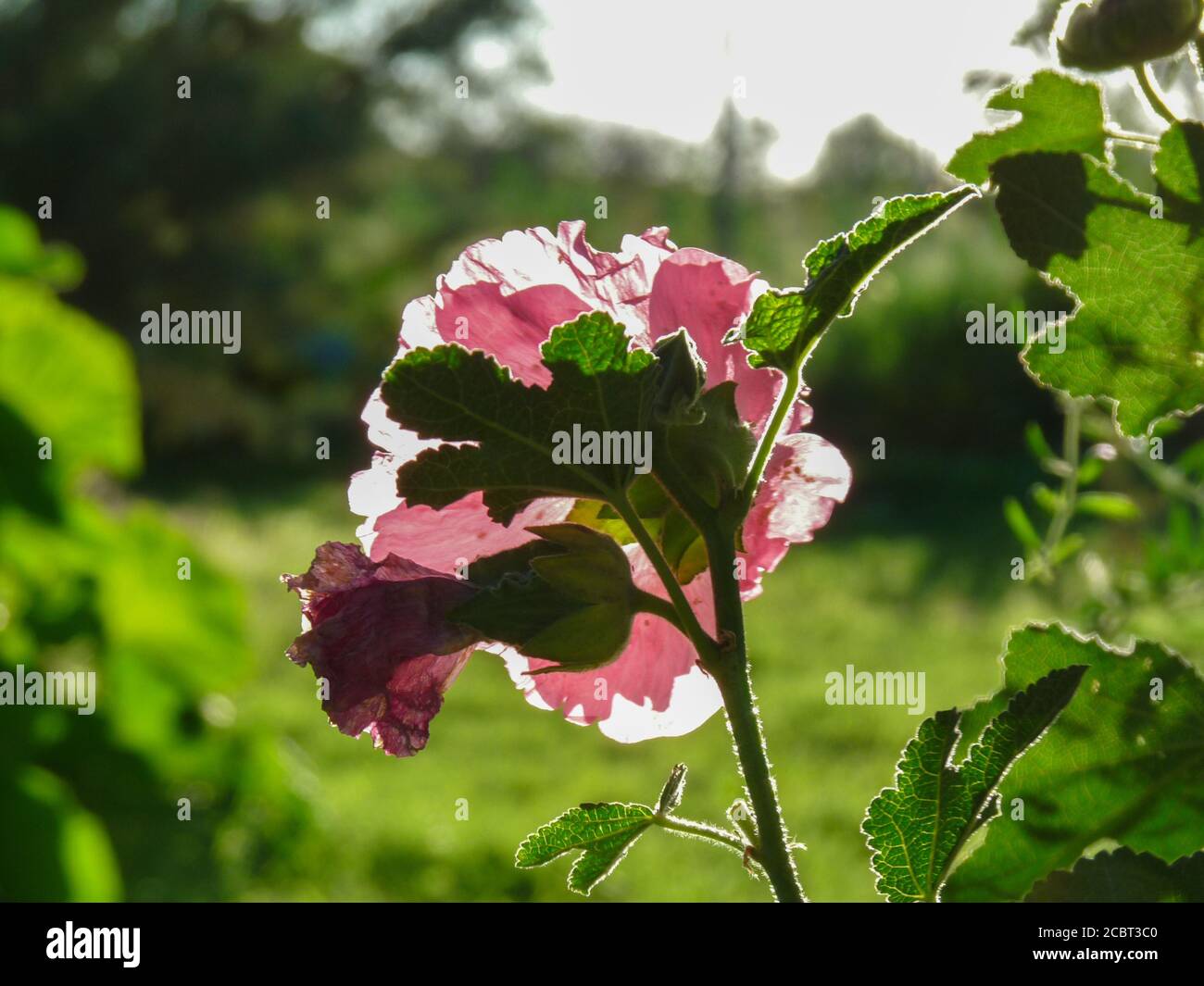 Pink flower from behind Stock Photo - Alamy