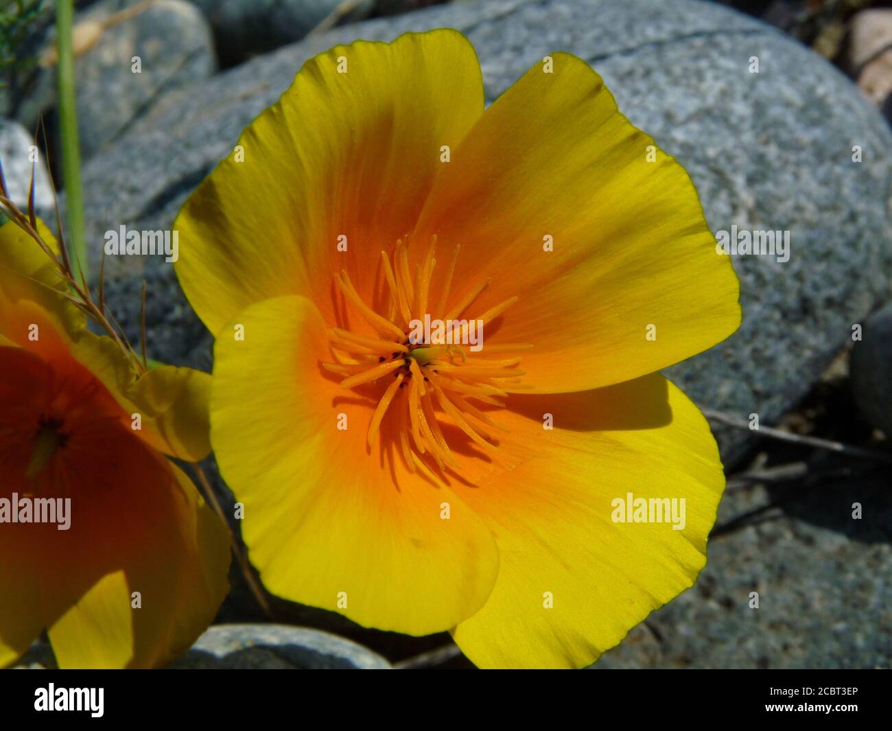 Big yellow flower Stock Photo - Alamy