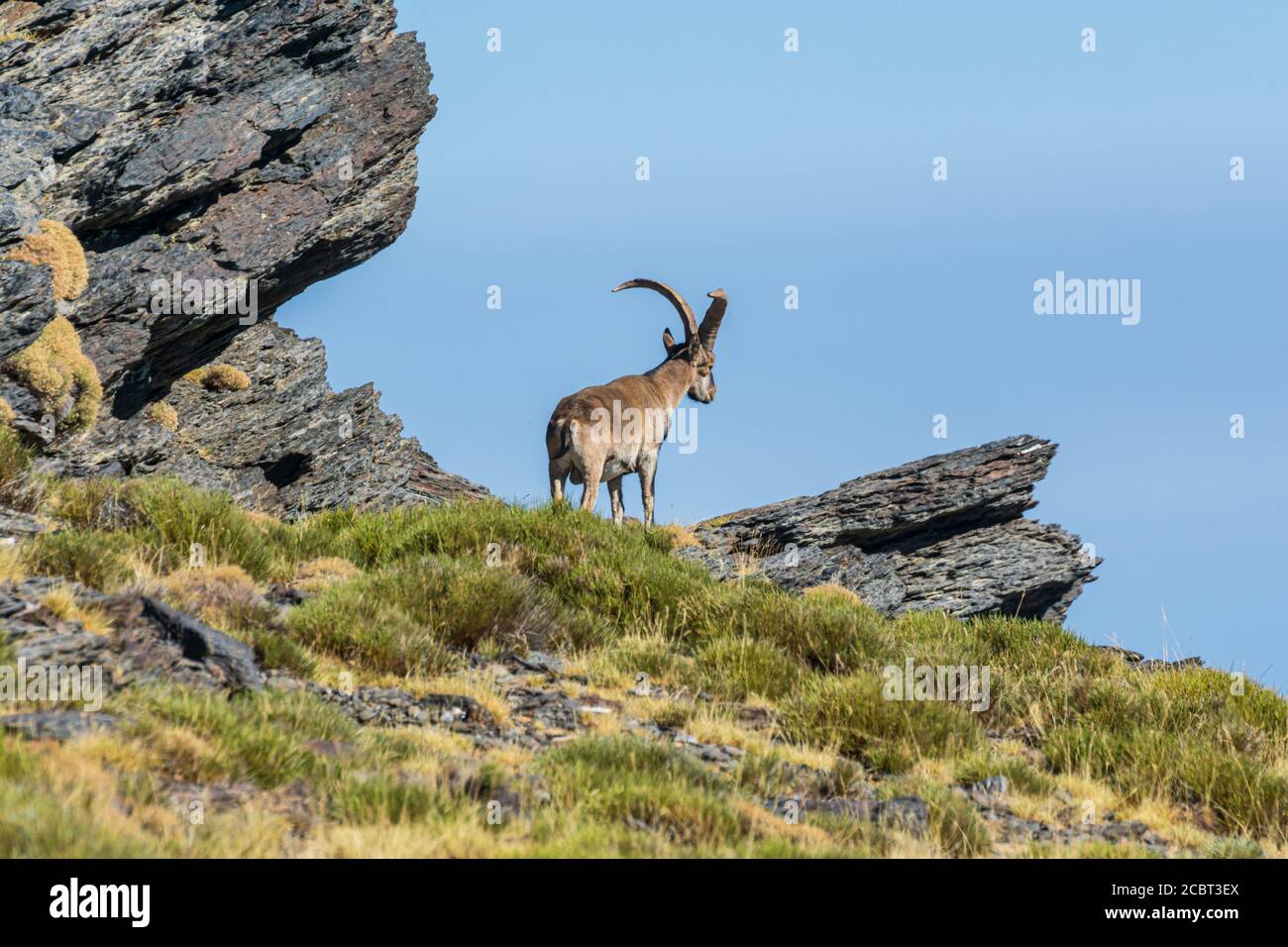 Male mountain goat in the peaks of Sierra Nevada, Granada Stock Photo ...