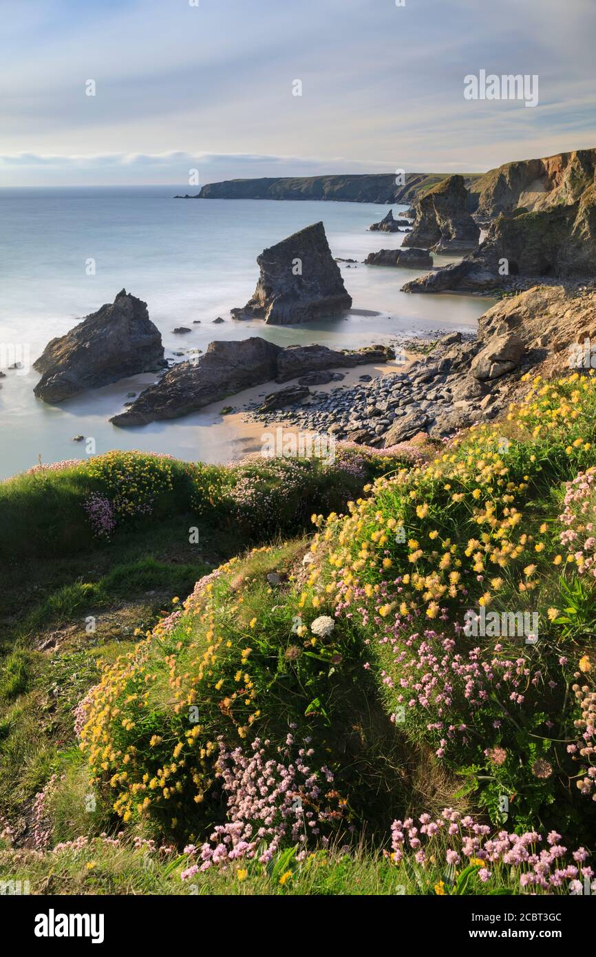Spring flowers at the Bedruthan Steps in Cornwall. The image was ...