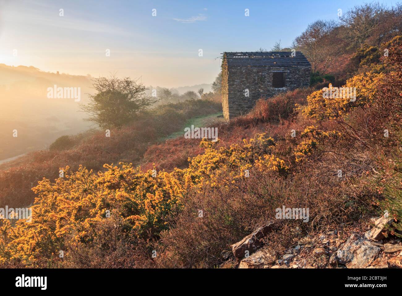 An abandoned barn on the slopes of the Carnon Valley above Portreath ...