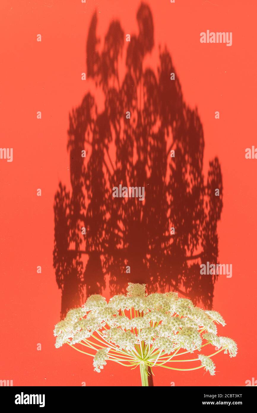 Flower arrangement with shadow. Pattern from an umbrella inflorescence ...