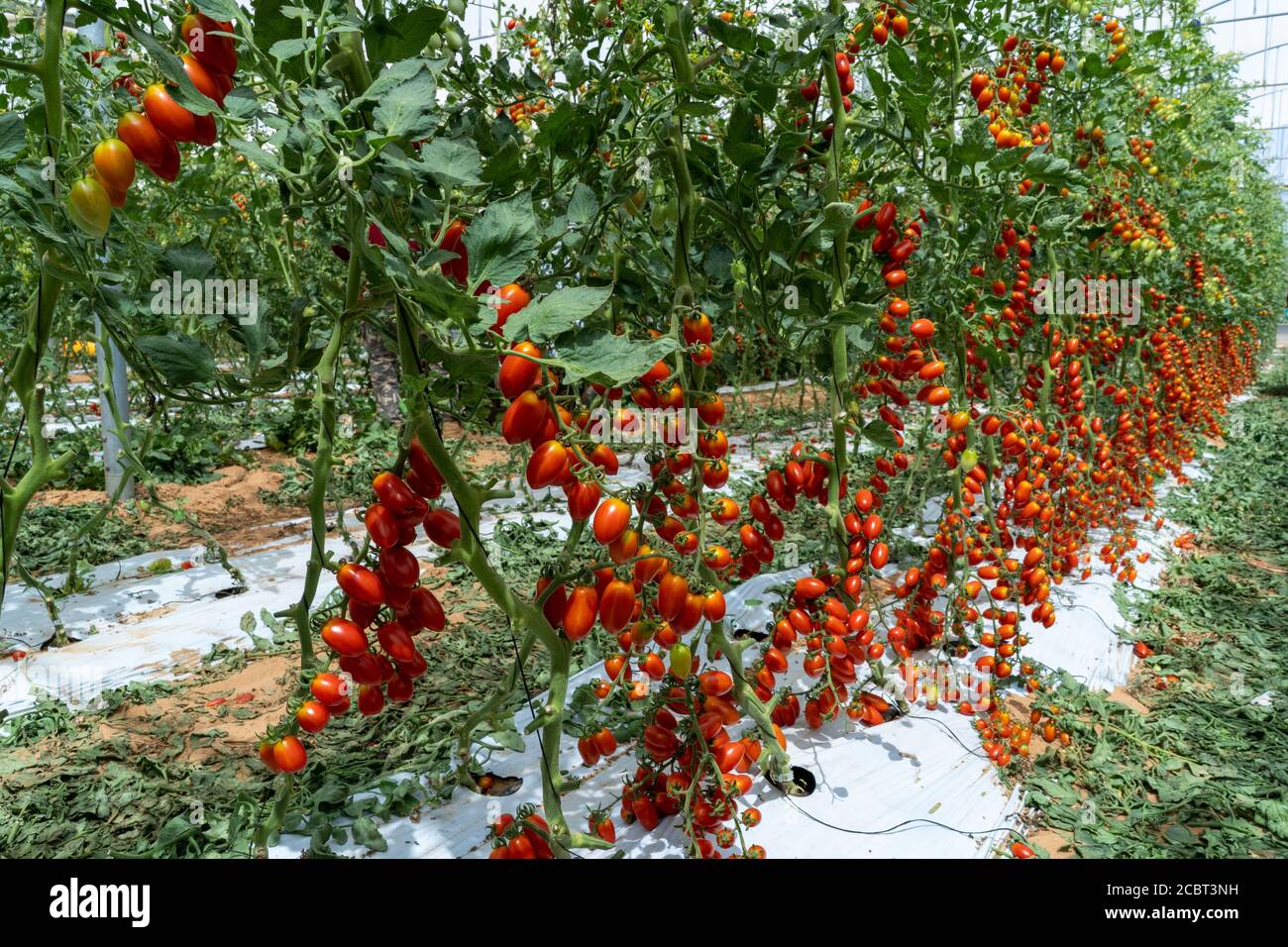 Jerusalem cherry hi-res stock photography and images - Alamy