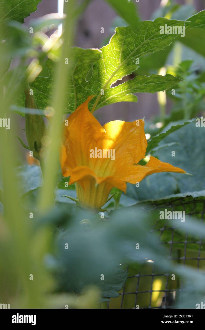 A lush squash plant growing in an urban backyard garden in Chicago ...