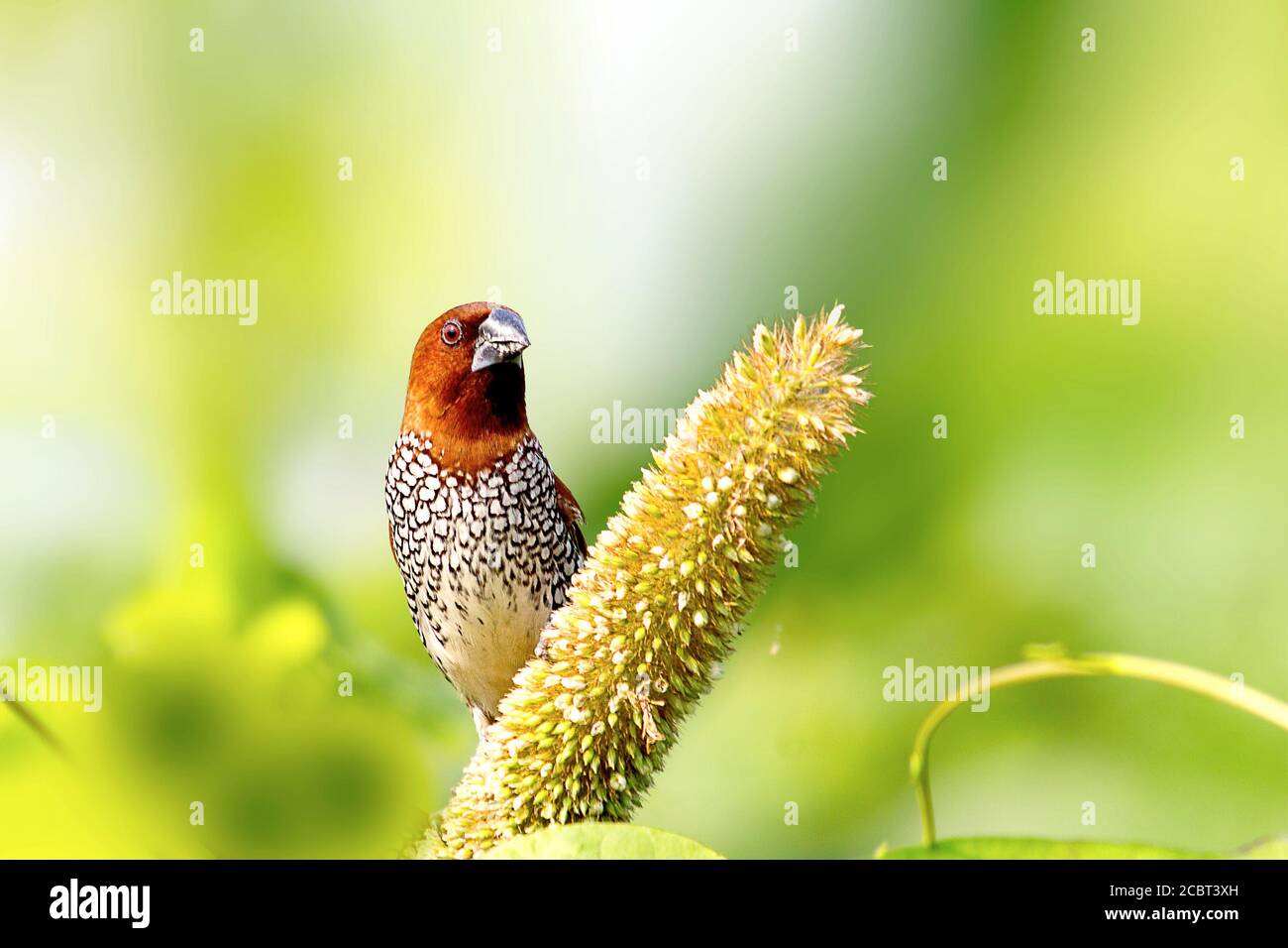 Red munia hi-res stock photography and images - Alamy