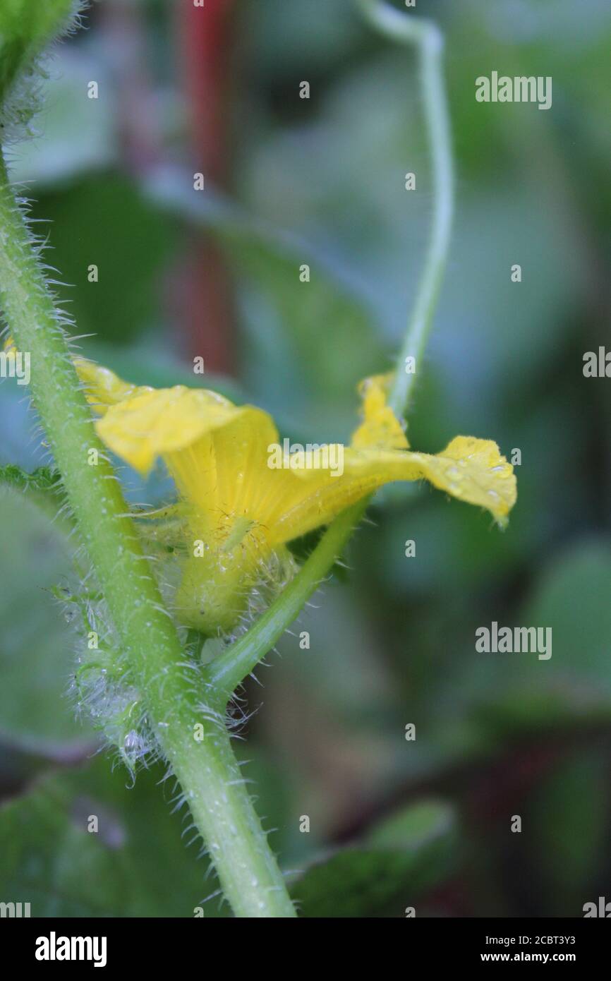 A lush cucumber plant bright yellow flower growing in an urban summer ...