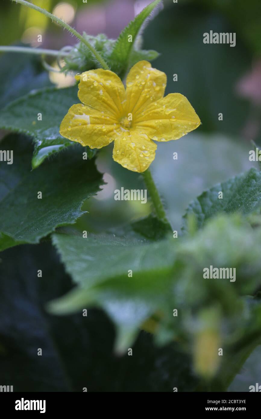 A lush cucumber plant bright yellow flower growing in an urban summer ...