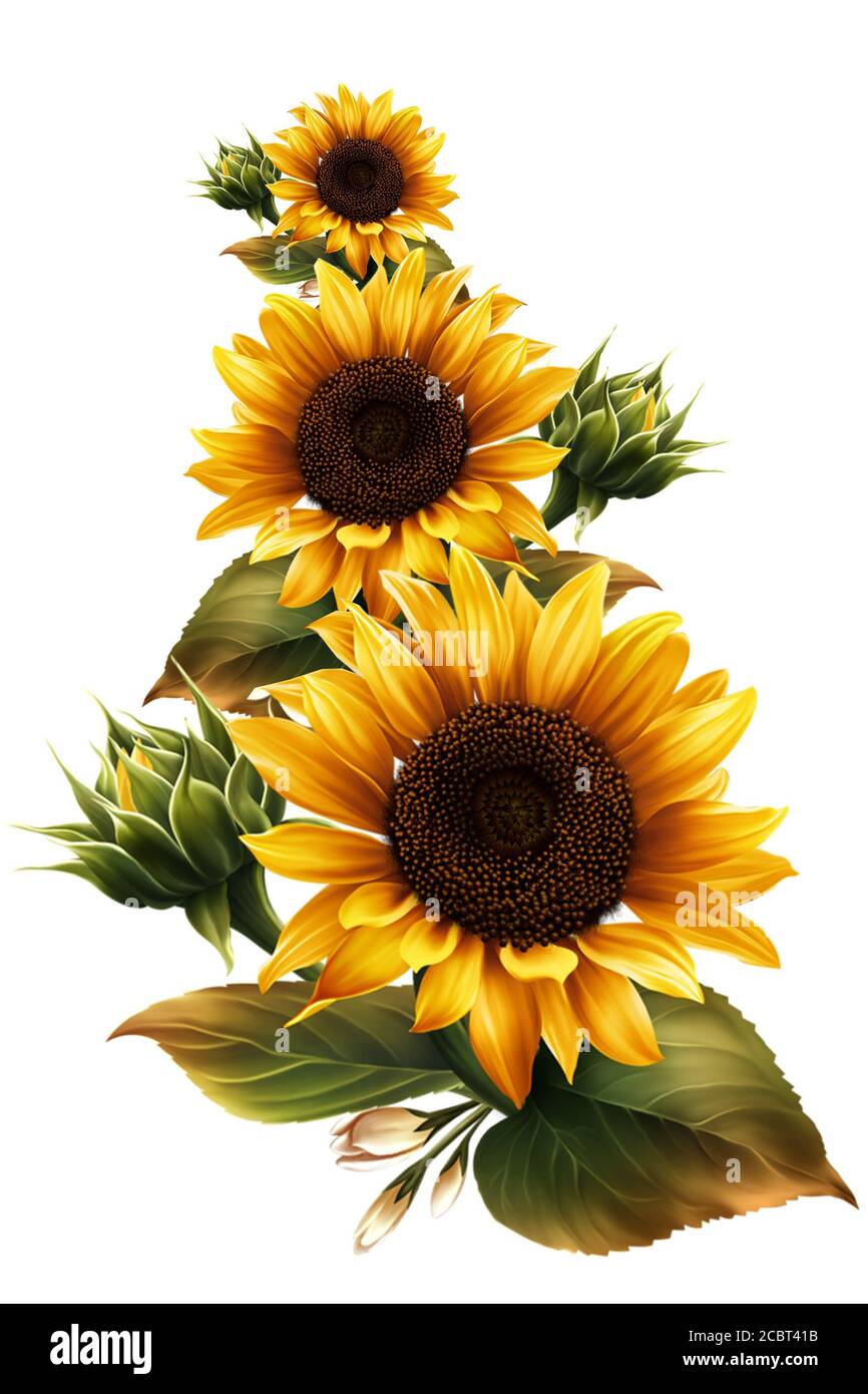 Sunflowers White Background