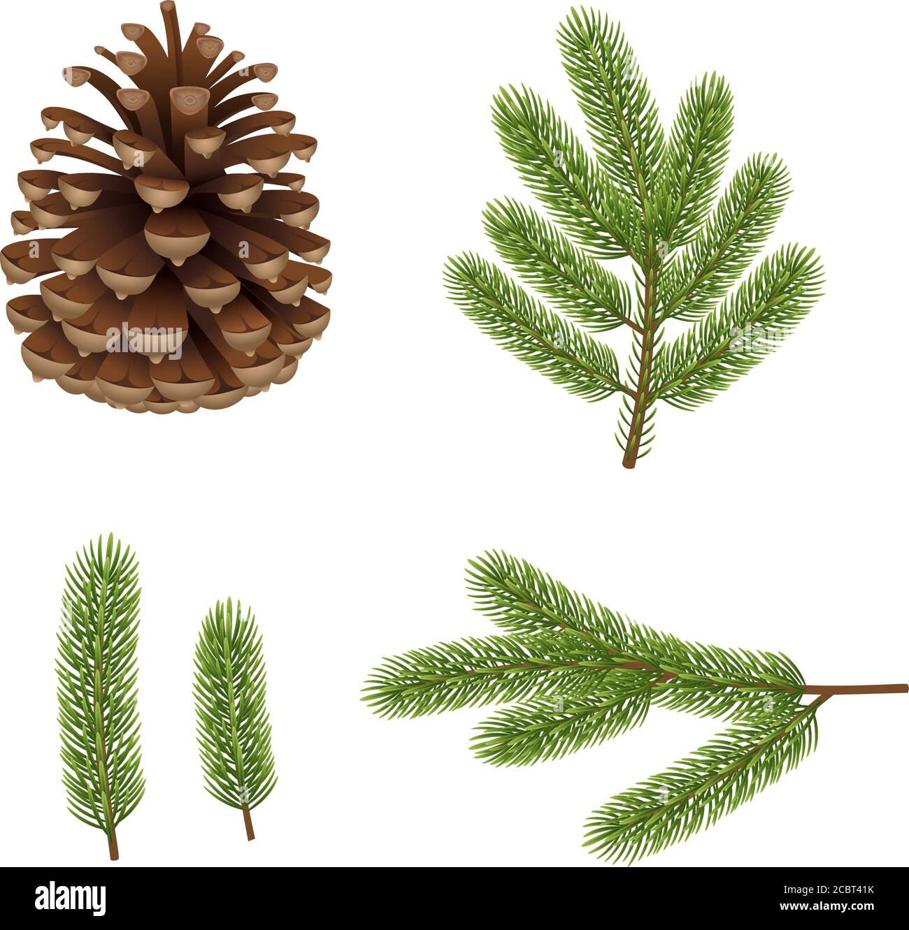 Green spruce pine branches Stock Vector Images - Alamy