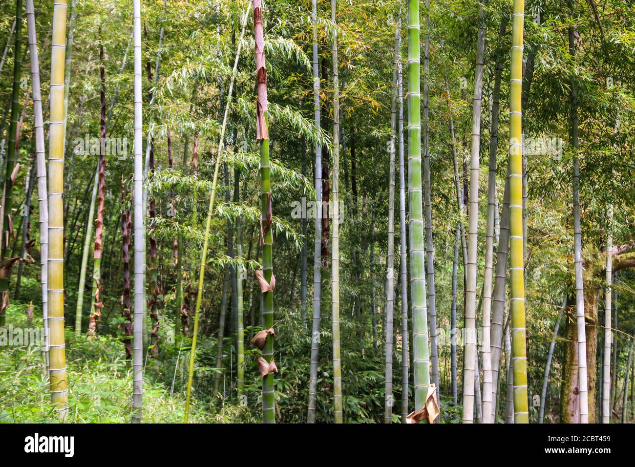 Green bamboo grove in Batumi botanical garden, Georgia Stock Photo - Alamy