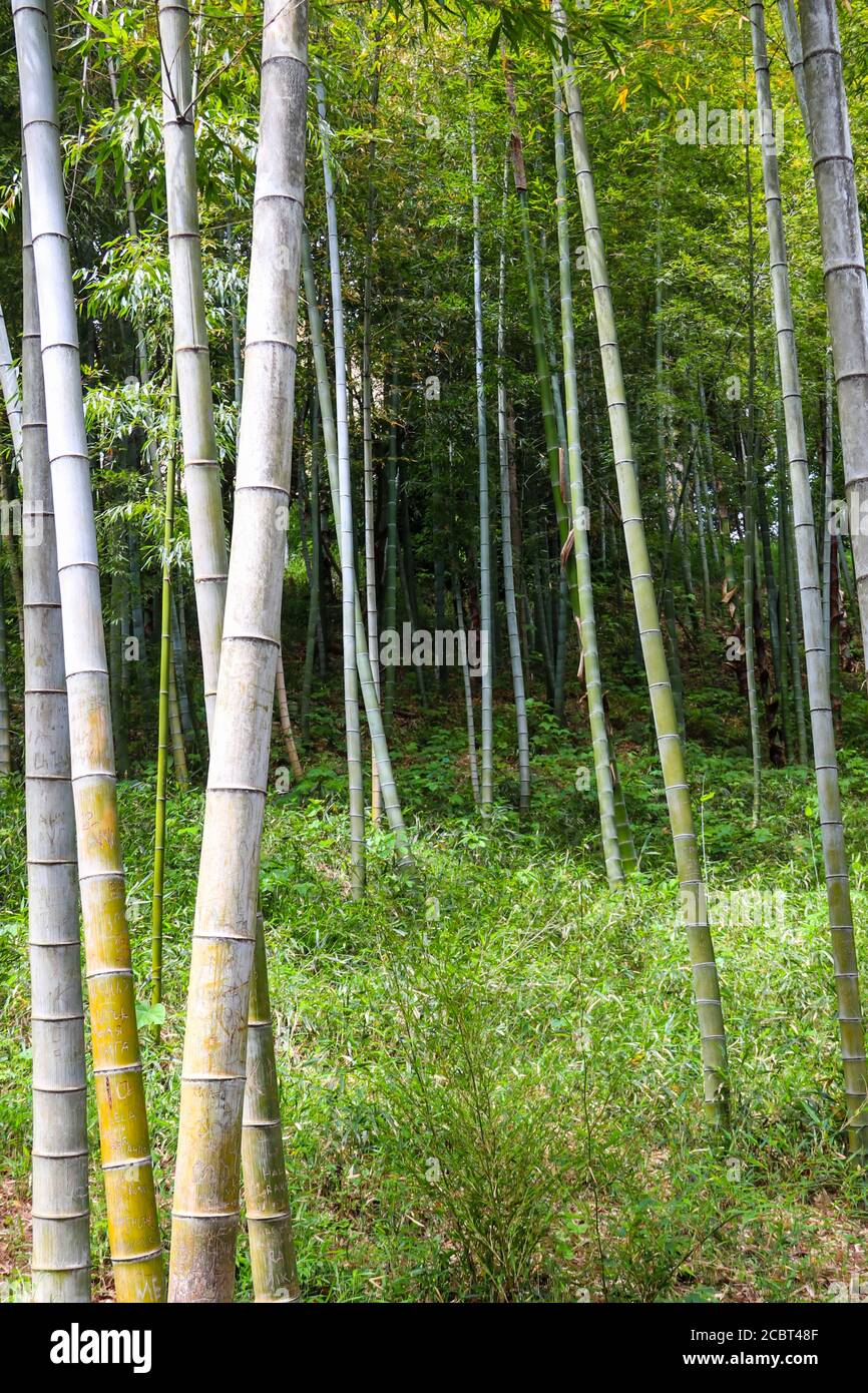 Georgia grove hi-res stock photography and images - Alamy