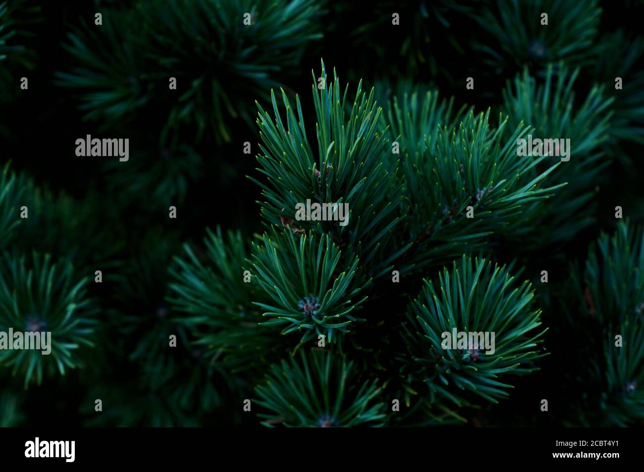 Pine branches of coniferous needles background close-up. Dark photo ...