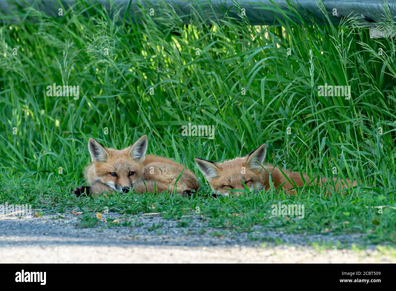 The fox brothers in my country Stock Photo - Alamy
