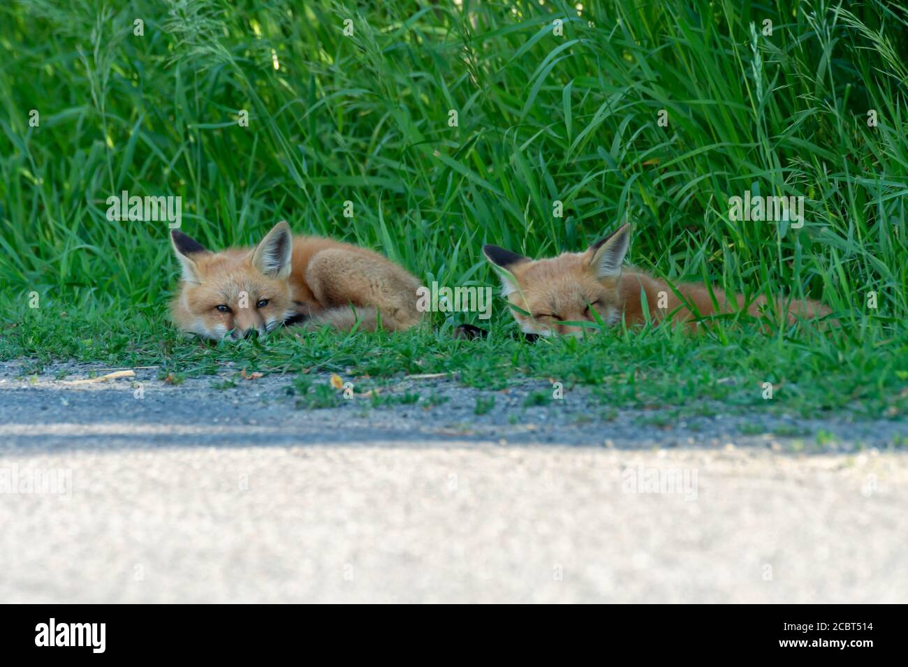 The fox brothers in my country Stock Photo - Alamy
